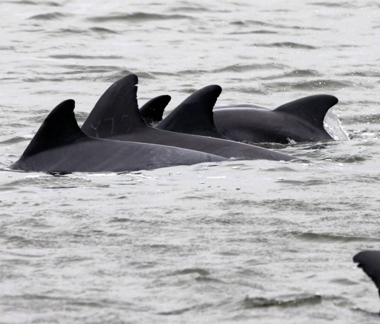 Barataria Bay Bottlenose Dolphins - Marine Mammal Commission