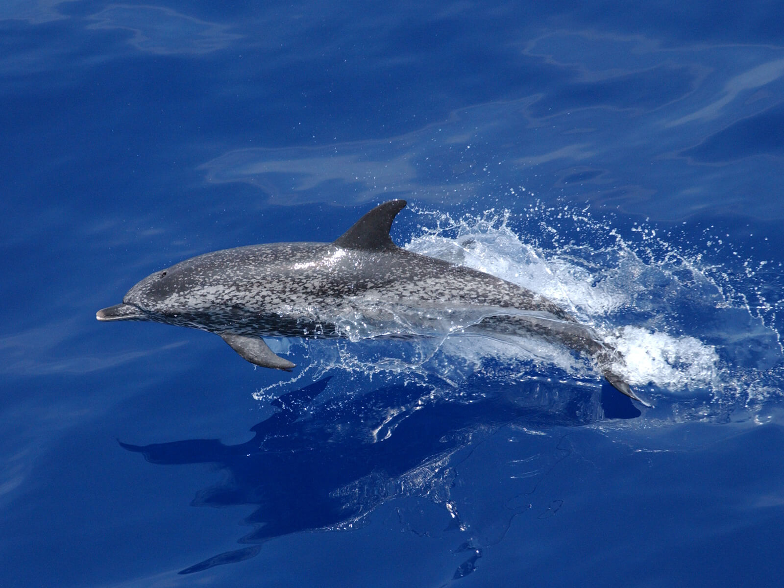 Gulf of Mexico Marine Mammal Research and Monitoring Meeting - Marine ...