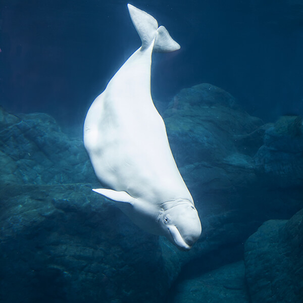 Home - Marine Mammal Commission