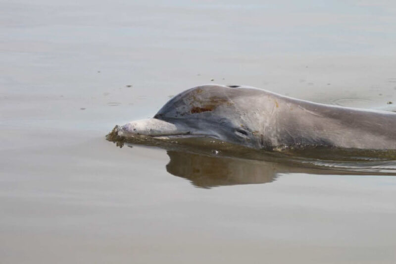 Barataria Bay Bottlenose Dolphins - Marine Mammal Commission