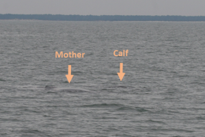 Large Whales and Vessel Strikes - Marine Mammal Commission