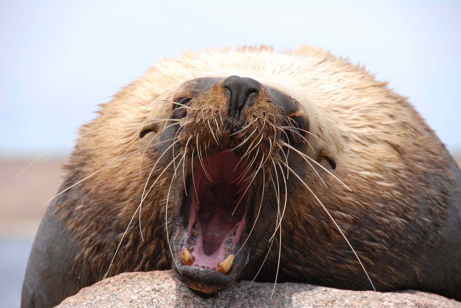 Rare Pinniped Conservation Network (RAPCON) - Marine Mammal Commission